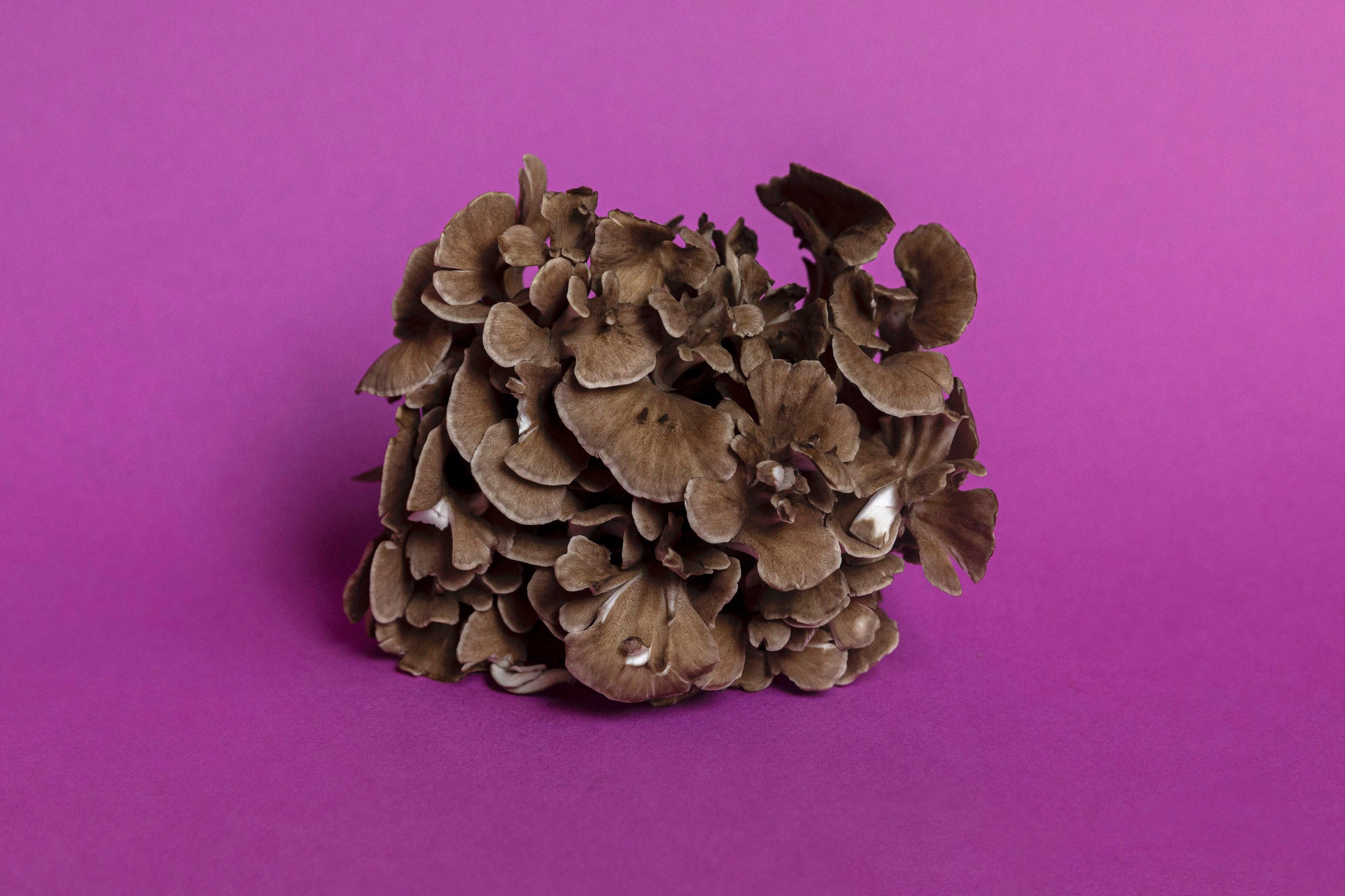 Maitake – Below Farm