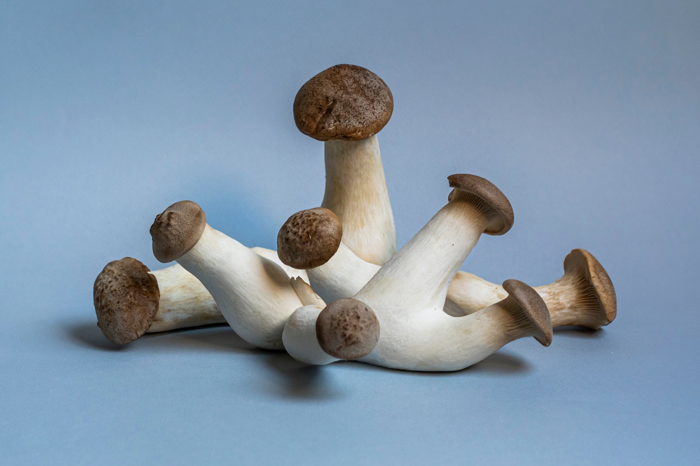 King Oyster – Below Farm